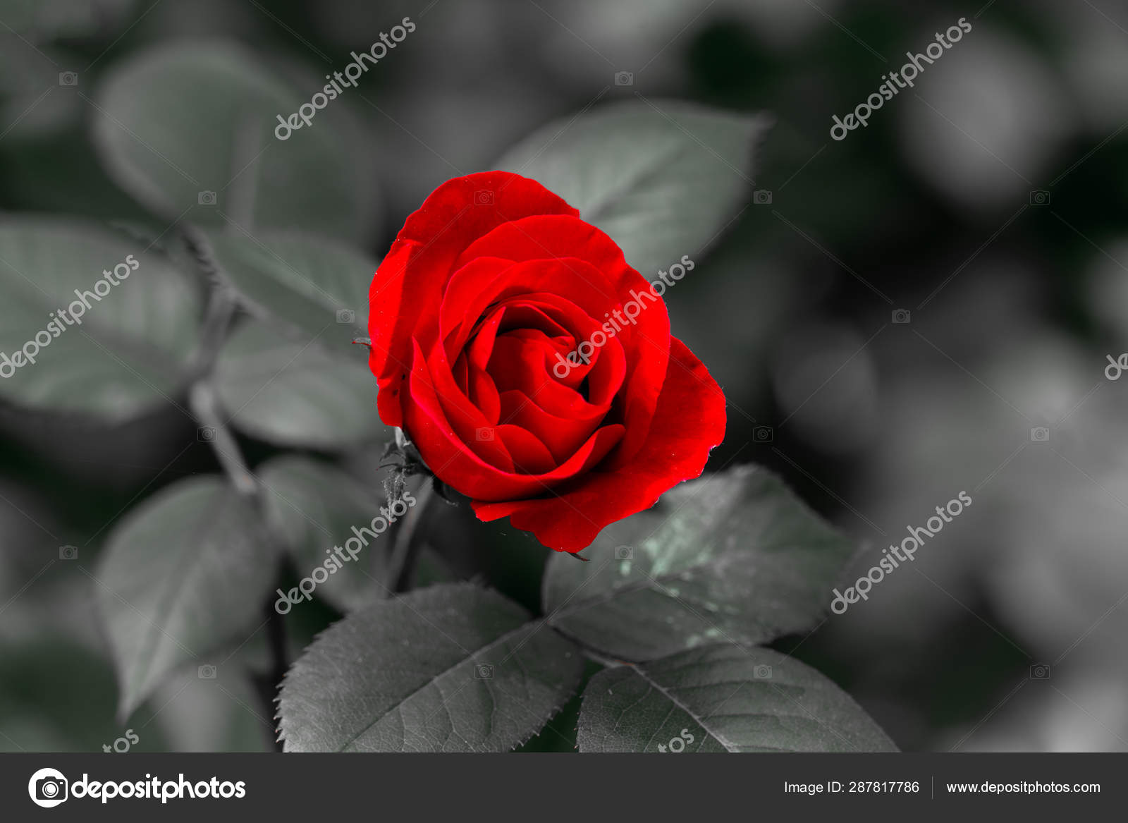 Red Rose Gray Background