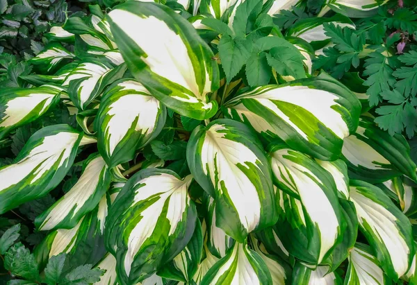 Bili patra Stock Photos, Royalty Free Bili patra Images | Depositphotos