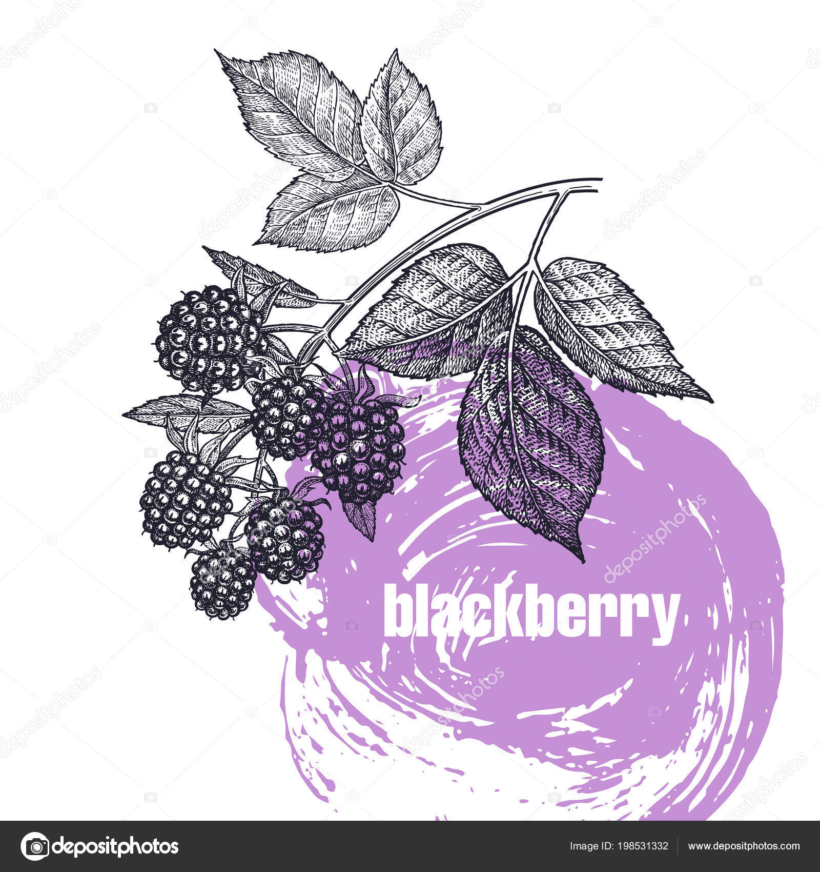 Blackberries Drawing