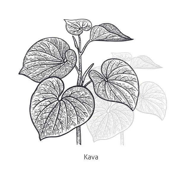 Kava Vector Art Stock Images | Depositphotos
