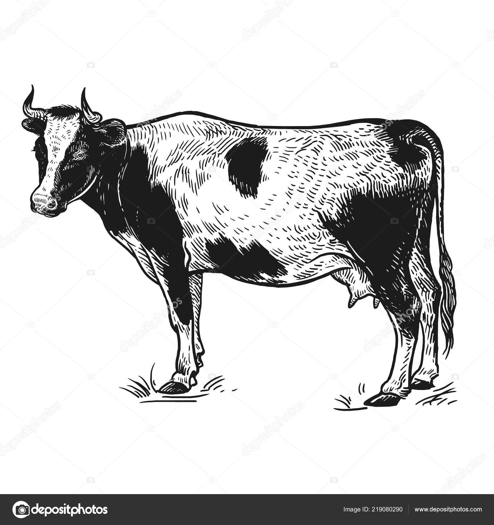 Realistic Cows Drawing