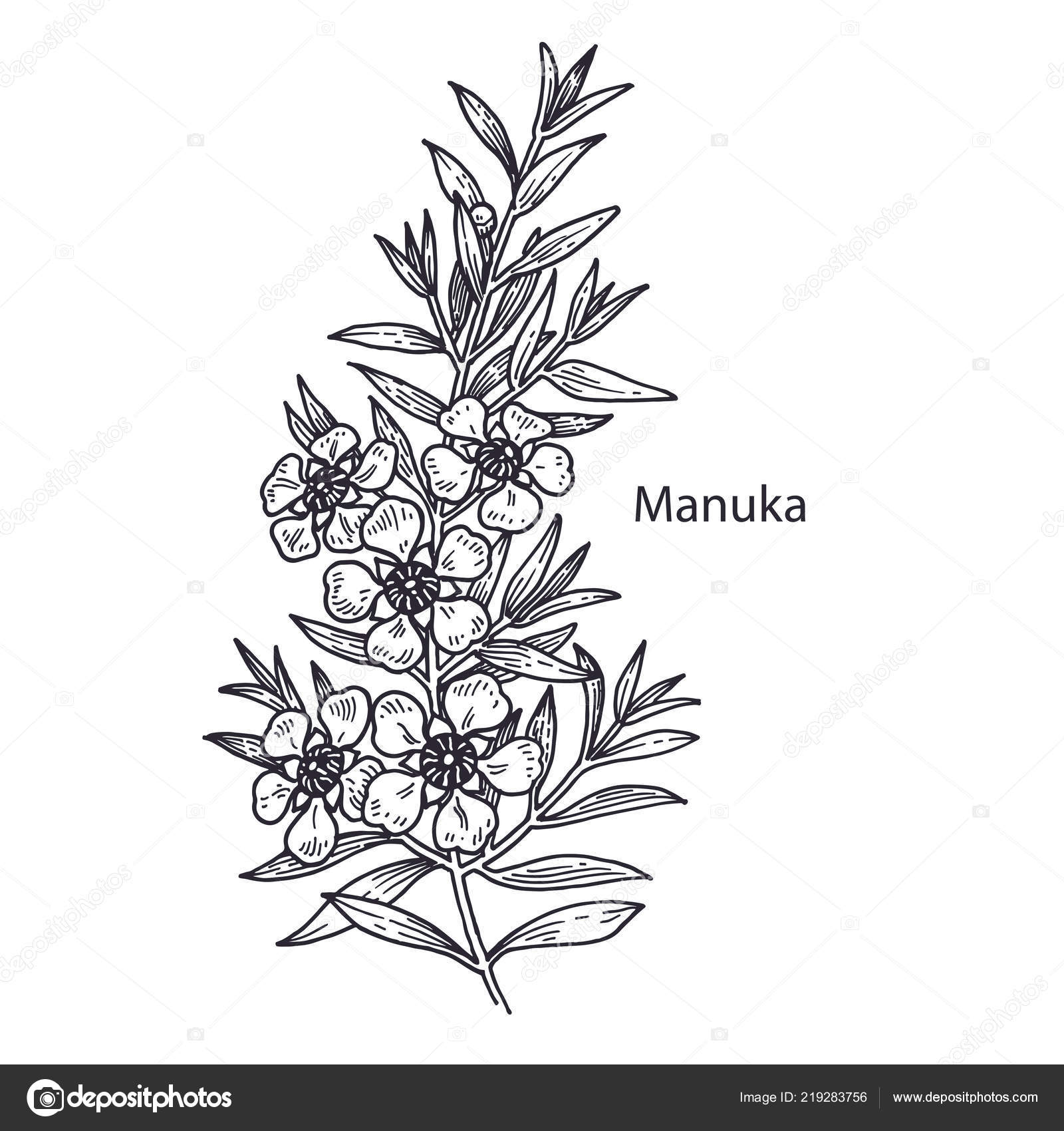 Realistic Medical Plant Manuka Vintage Engraving Vector Illustration ...