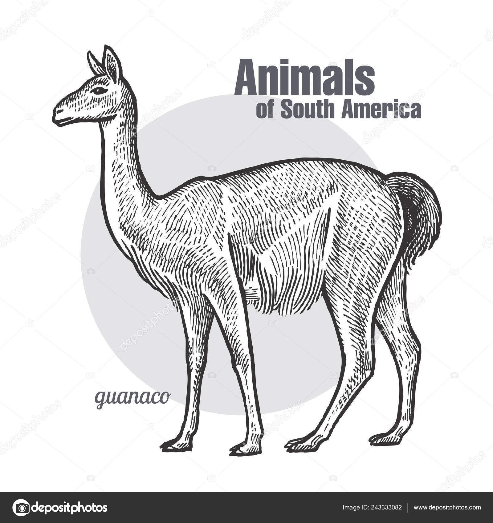 Guanaco Hand Drawing Animals South America Series Vintage Engraving ...