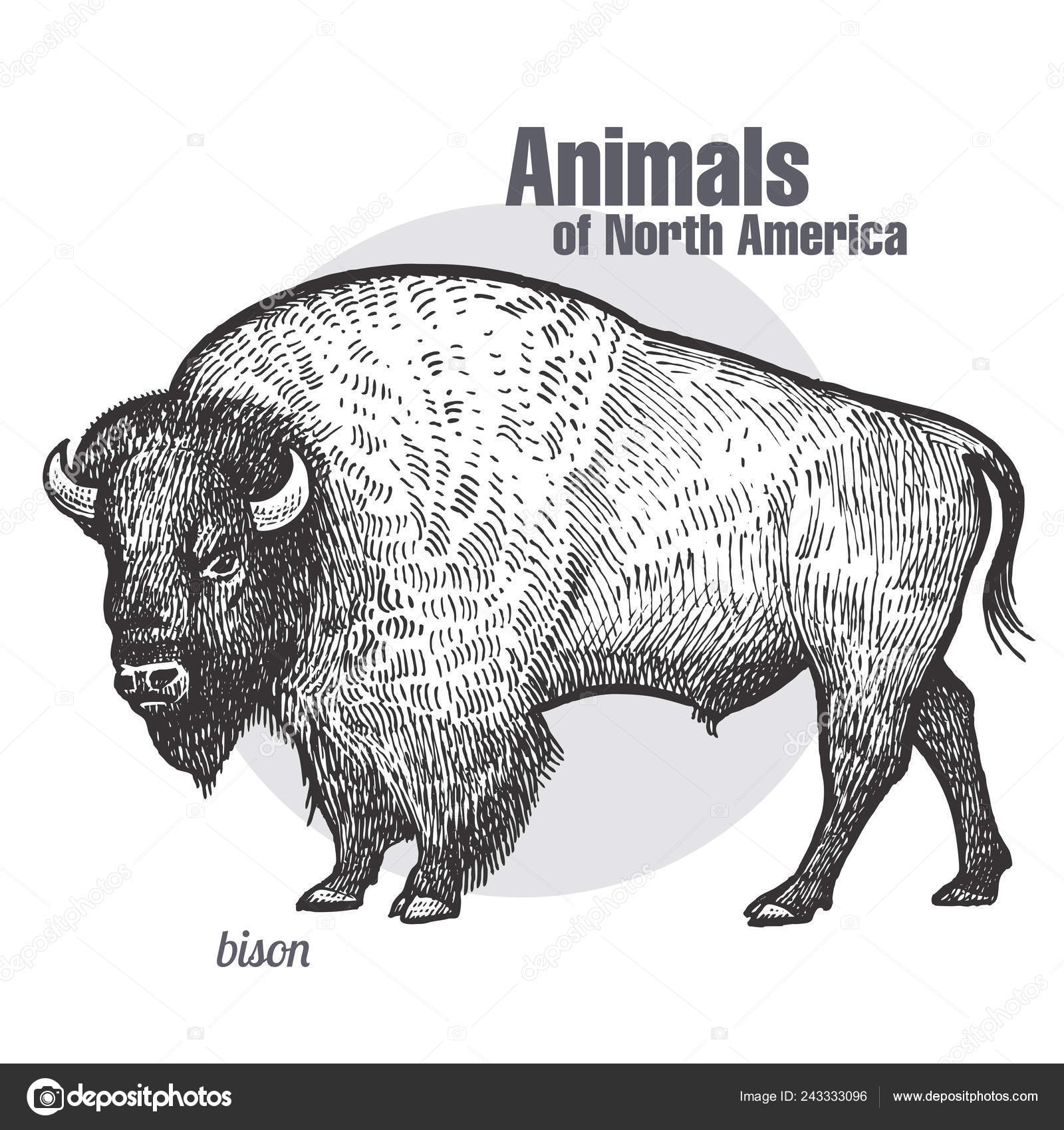 Bison Hand Drawing Wildlife Animals North America Series Vintage ...