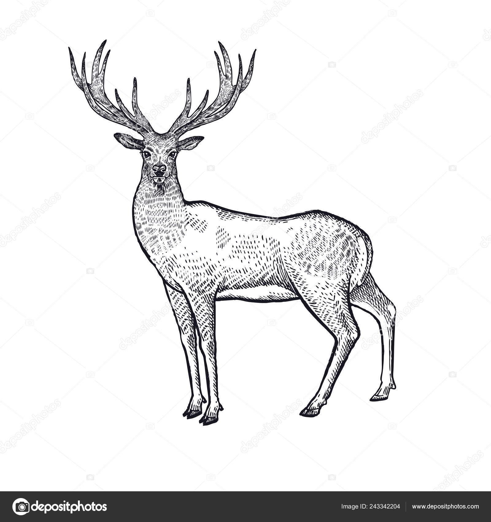 Forest Animal Deer Hand Drawing Sketch Black Ink Isolated White Stock ...