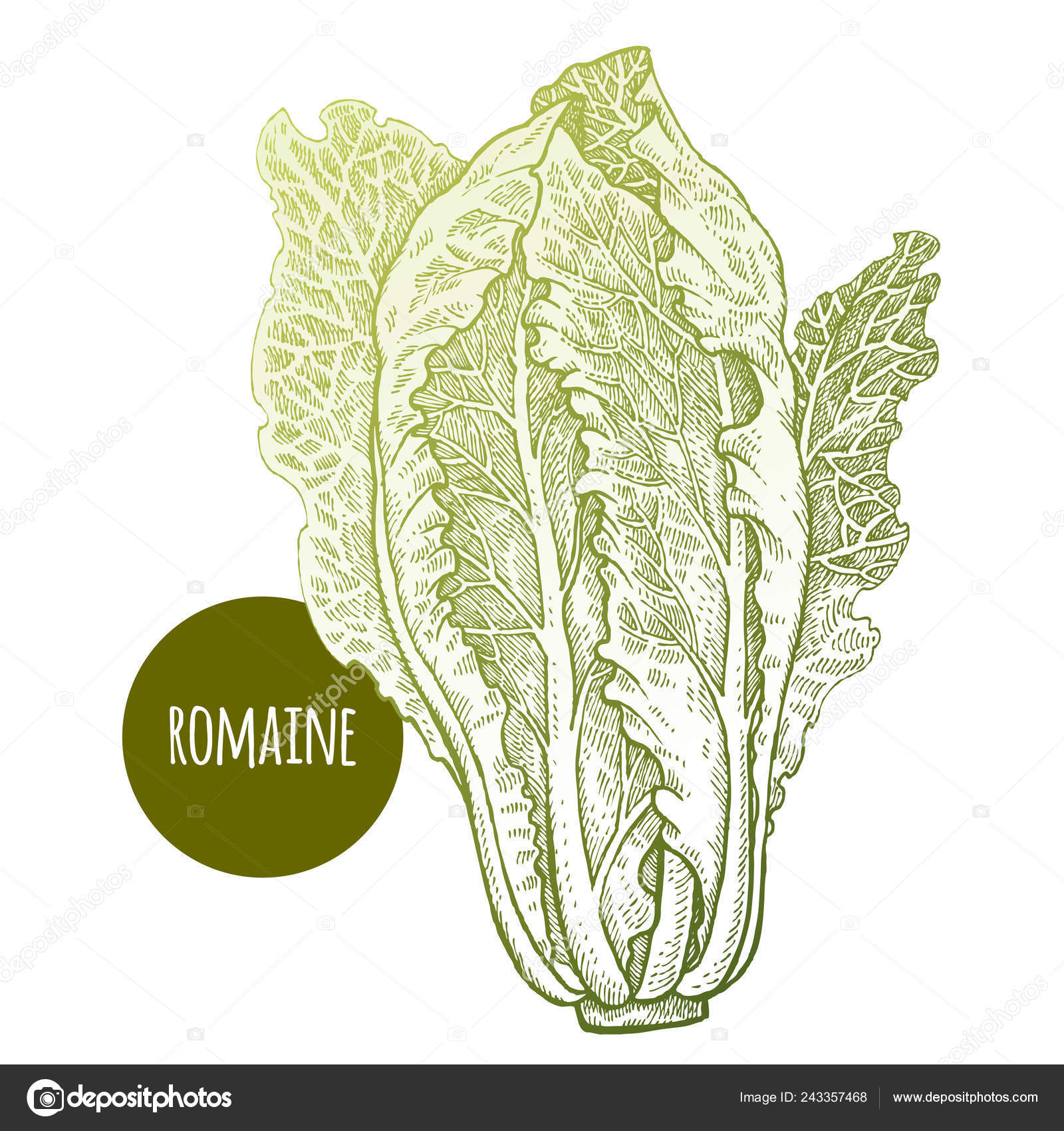 Romaine Lettuce Illustration