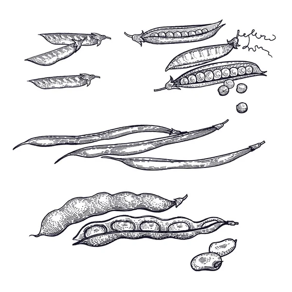 Broad beans Vector Art Stock Images | Depositphotos