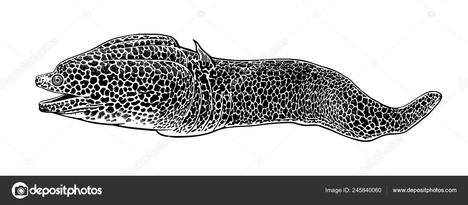 Decorative Fish Moray Isolated White Background Vector Illustration ...