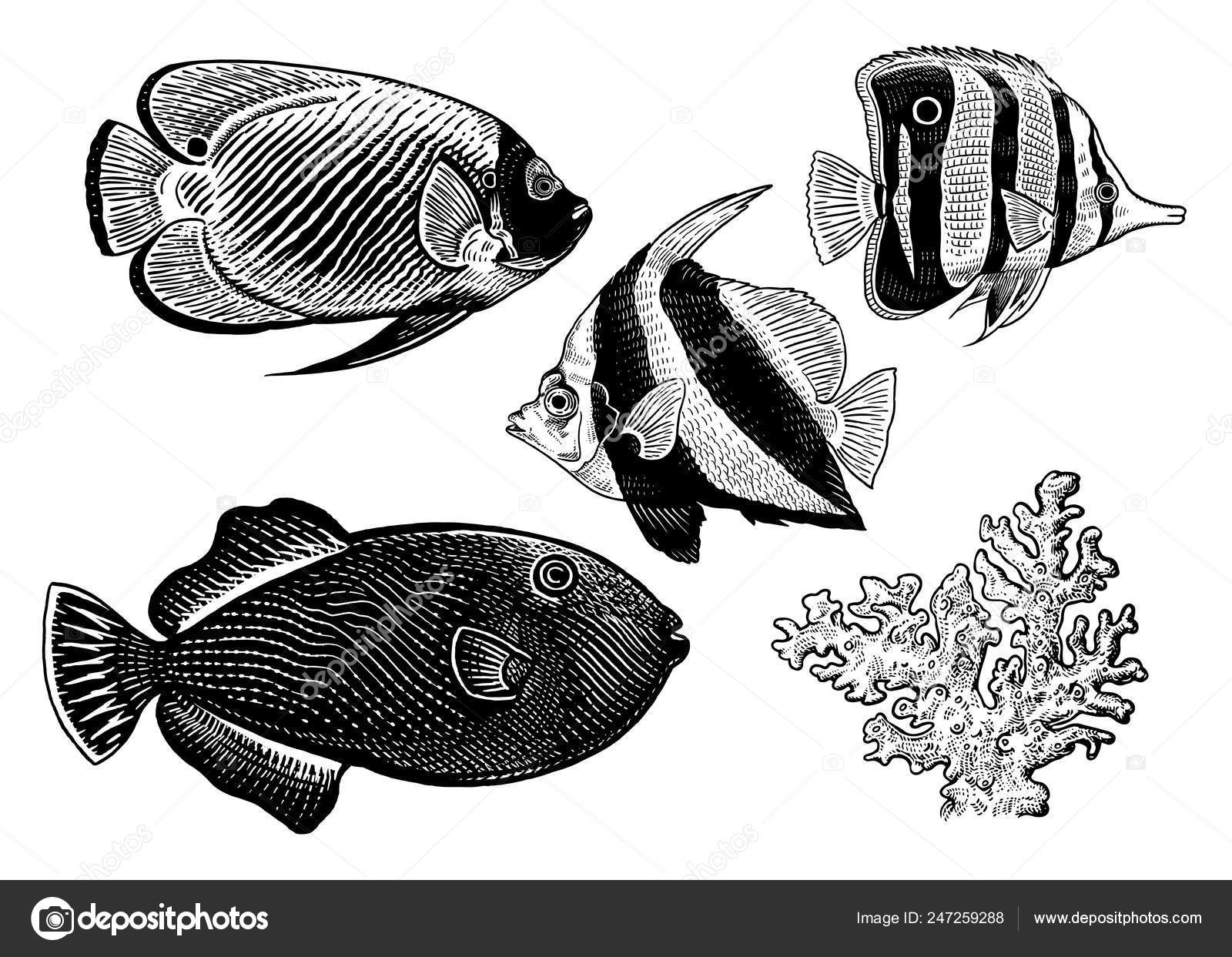 Black And White Saltwater Fish