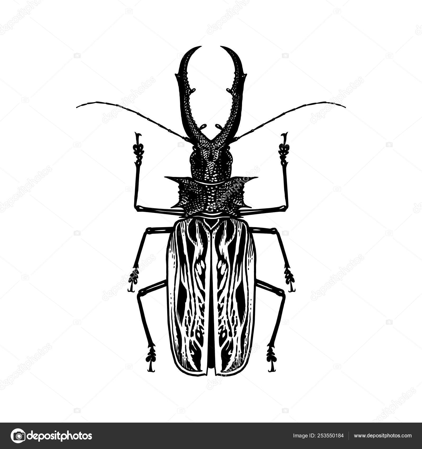 Black Ans White Bug Drawing
