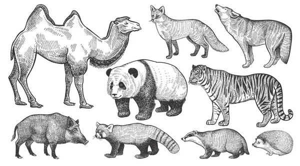 Realistic animals set Vector Art Stock Images | Depositphotos