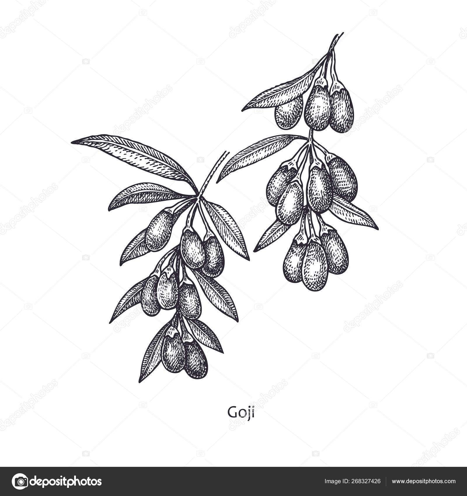 Medical plant Goji berries. Stock Vector Image by ©sasha-kasha #268327426