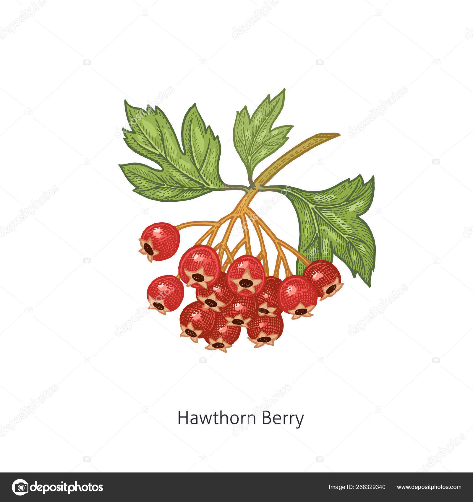 Hawthorn Plant Drawing