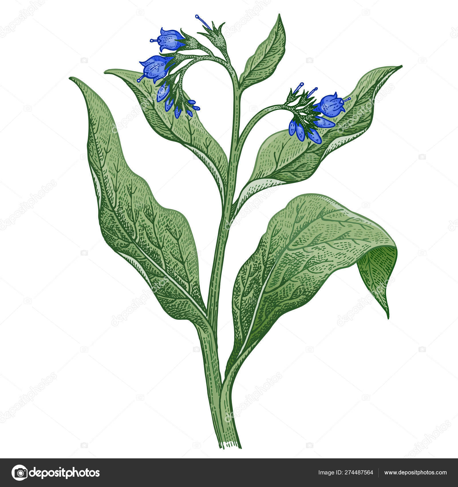 Comfrey Plant Drawing