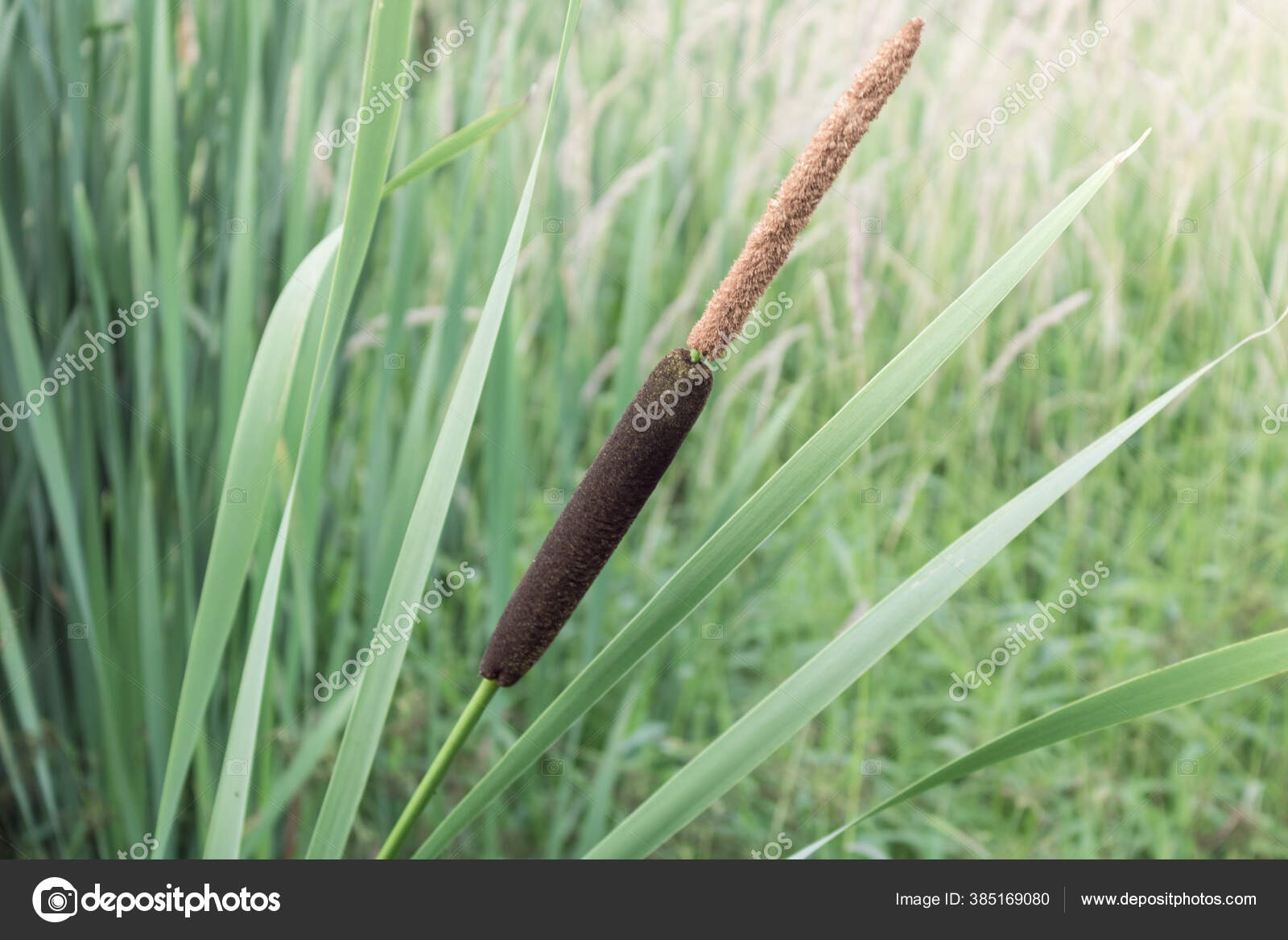 Typhas Plant Nature Close Shot Beautiful Green Grass Reed Grows ⬇ Stock ...