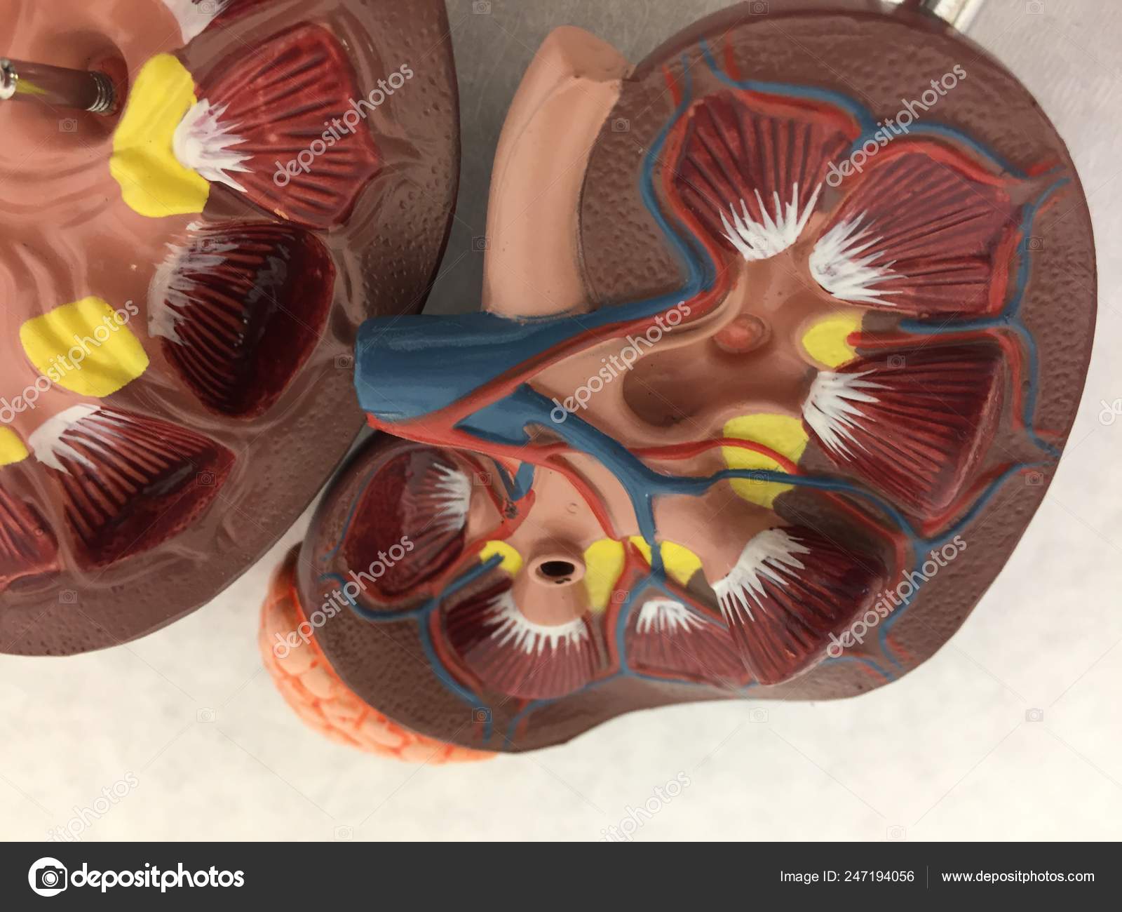 Anatomical Plastic Model Human Kidney Showing Circulation Functional ...