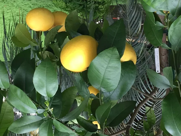 Cytryny i drzewo cytrynowe Stock Photos, Royalty Free Cytryny i drzewo ...