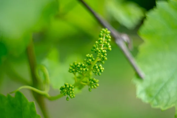 Grape vine in bloom Stock Photos, Royalty Free Grape vine in bloom ...