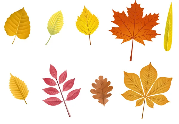 Different Types Of Fall Leaves