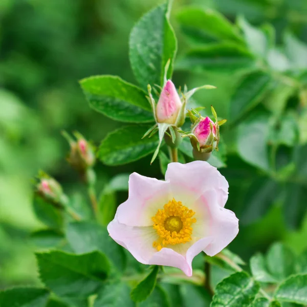 Wild rose flower. Rose hips bud. Bud blooming rose hips. - Stock Image ...