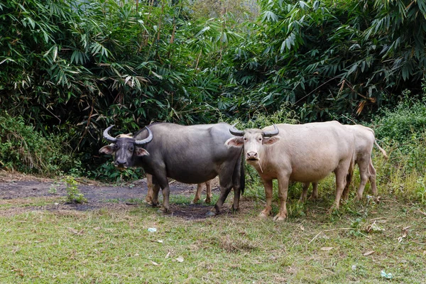 Cebu cows Stock Photos, Royalty Free Cebu cows Images | Depositphotos