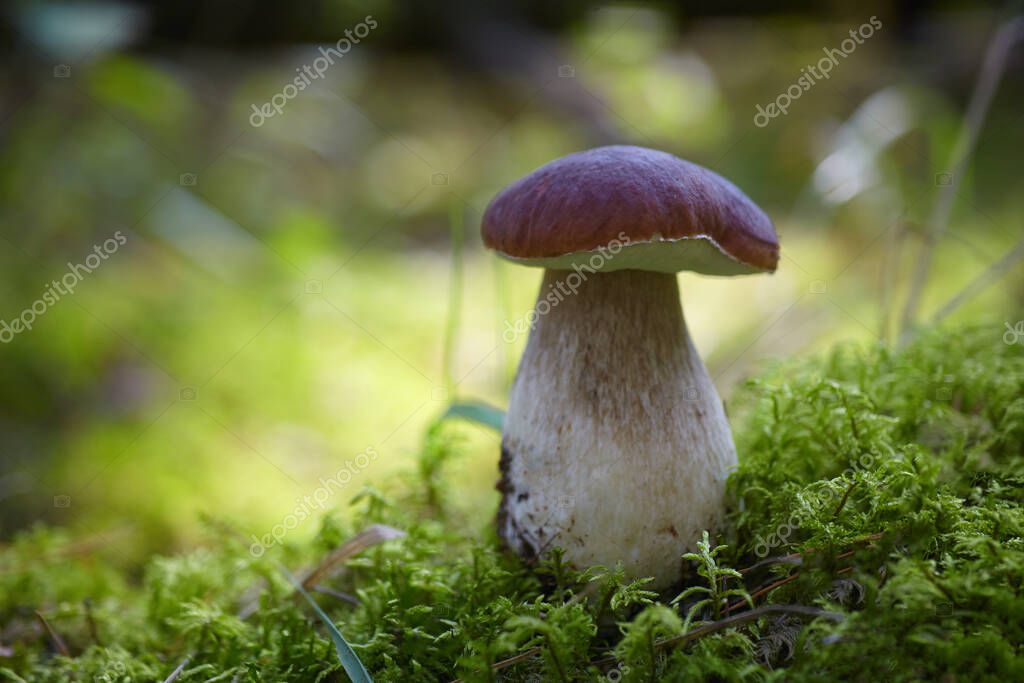 Hermoso hongo Boletus edilus en el bosque. Seta Boletus blanca en musgo ...