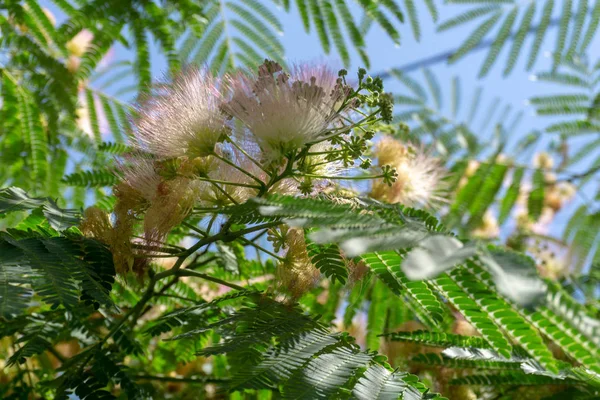 Madagascar flora Stock Photos, Royalty Free Madagascar flora Images ...