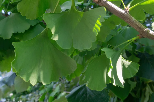 Ginkgo green Stock Photos, Royalty Free Ginkgo green Images | Depositphotos