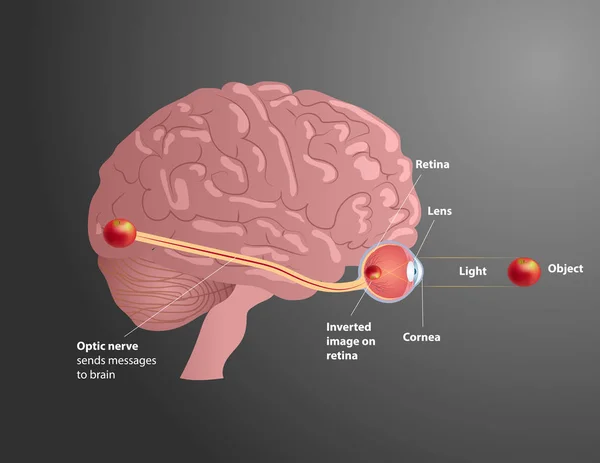 Illustration Human Internal Brain Anatomy Stock Vector Image by ...