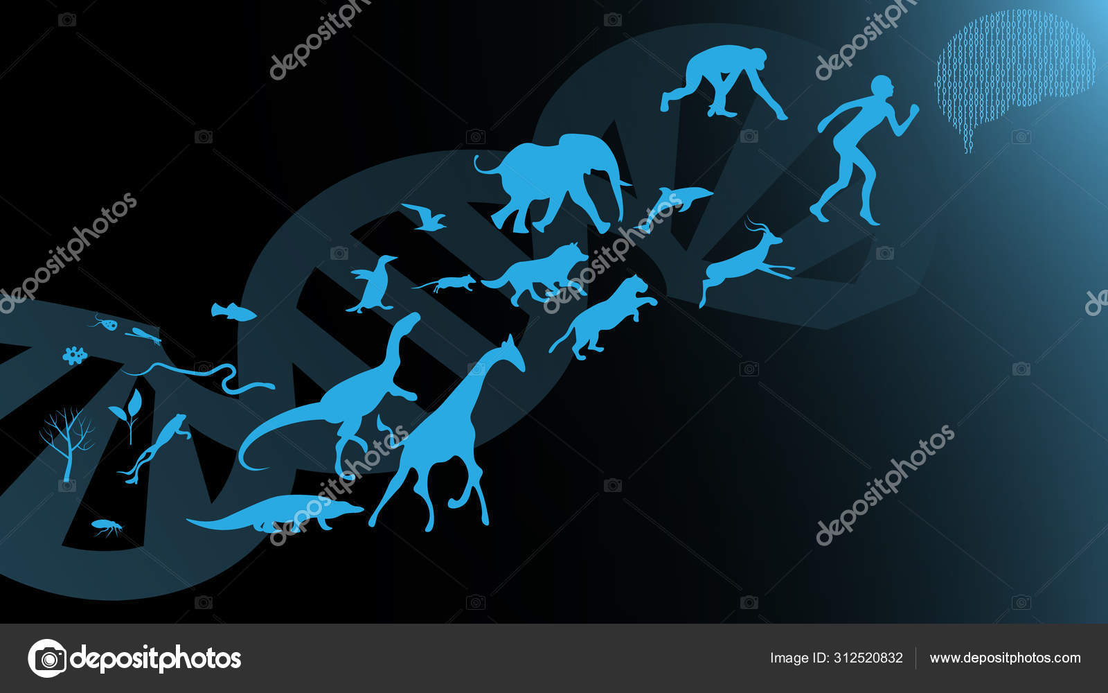 Evolution Theory Illustration Vector Design Evolution Species Dna ...