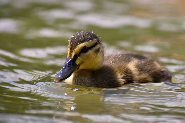 Young duck Stock Photos, Royalty Free Young duck Images | Depositphotos