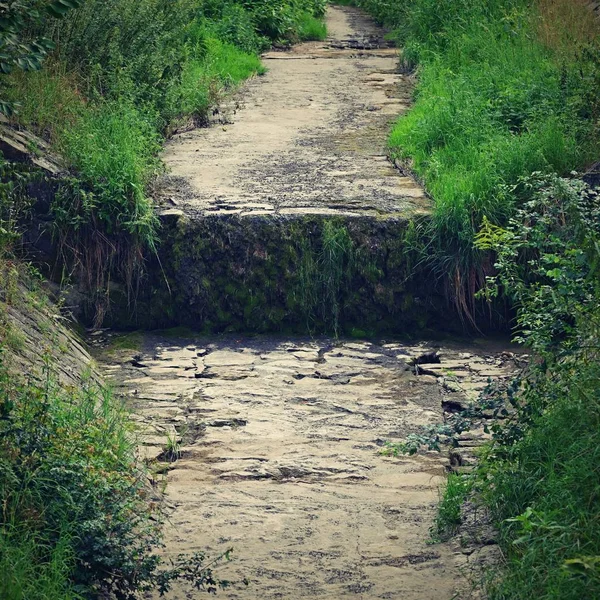 Dried stream by the forest. Beautiful green nature without water. Hot ...