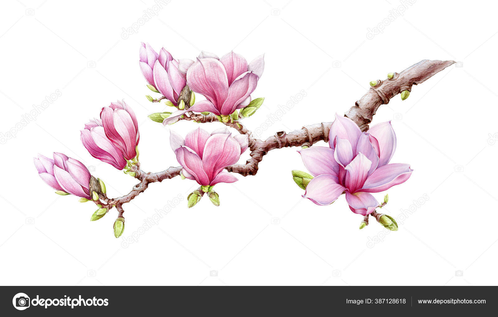 Pink Magnolia Tree Drawing