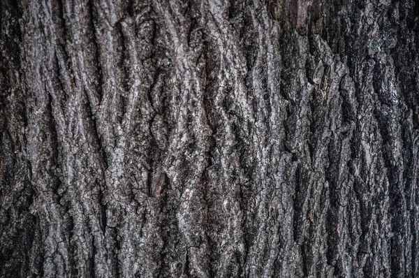 La repousse images libres de droit, photos de La repousse | Depositphotos