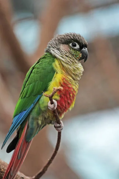 Patagonia conure Stock Photos, Royalty Free Patagonia conure Images ...