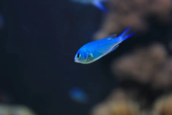 Fotos de Peixe azul, Imagens de Peixe azul sem royalties | Depositphotos