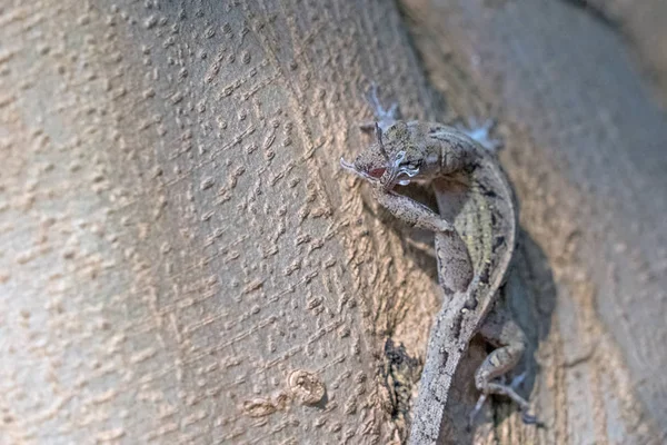 Bark scales Stock Photos, Royalty Free Bark scales Images | Depositphotos