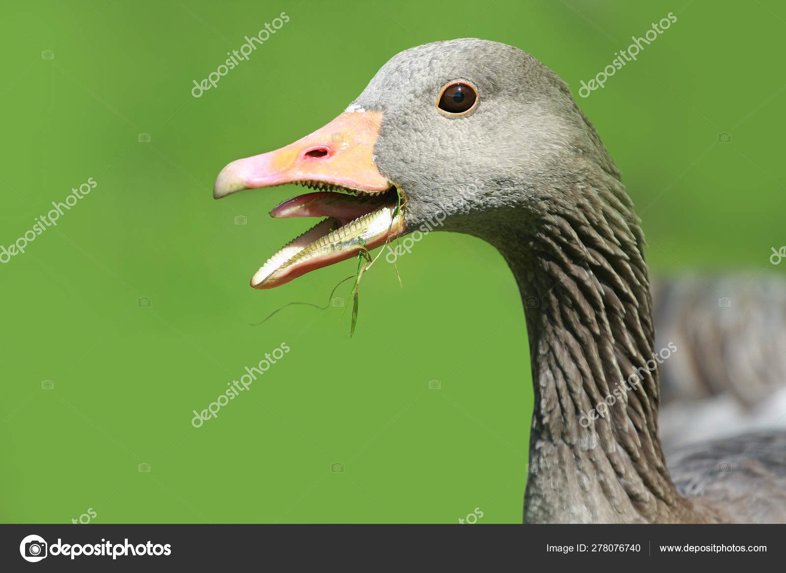 Angry Goose Teeth