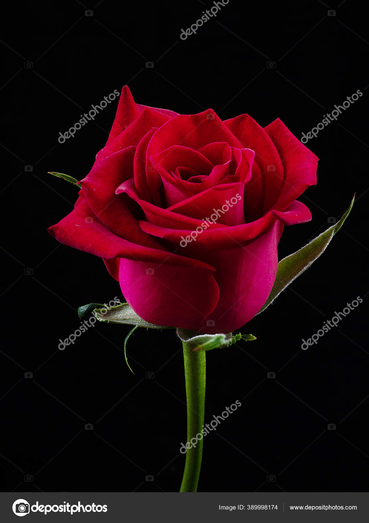 Single Red Rose Black Background Stock Photo