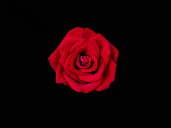Red Roses Black Background Clouse — Stock Photo © creator999 #389998950