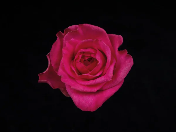 Red Roses Black Background Clouse — Stock Photo © creator999 #389998950