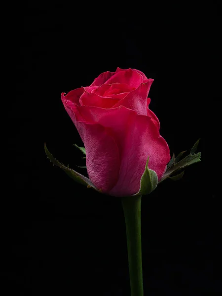 Red Roses Black Background Clouse — Stock Photo © creator999 #389998950