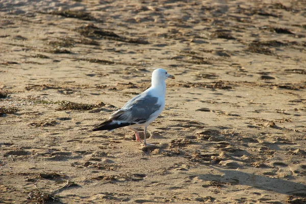 Seagull poop Stock Photos, Royalty Free Seagull poop Images | Depositphotos
