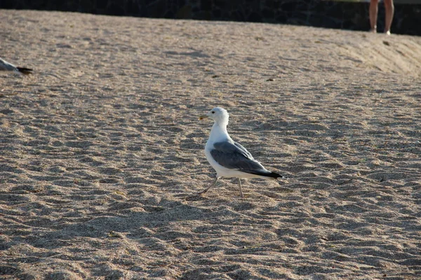 Seagull poop Stock Photos, Royalty Free Seagull poop Images | Depositphotos