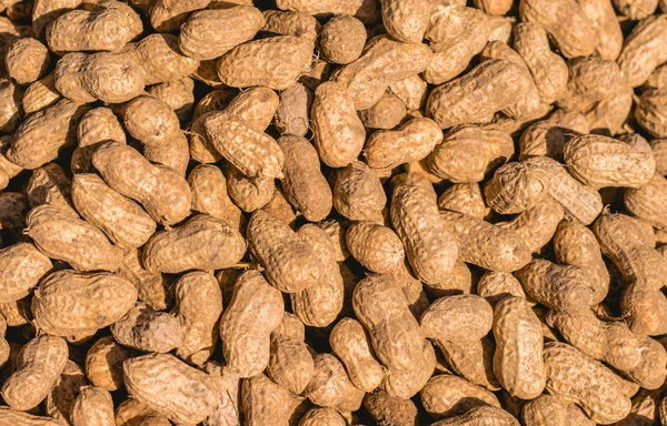 Peanut harvest season Stock Photos, Royalty Free Peanut harvest season ...