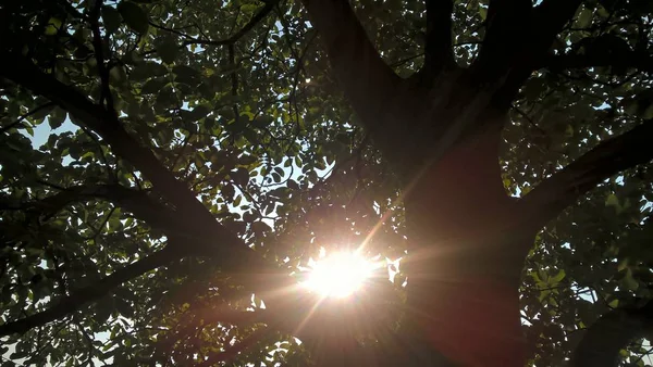 Sun through tree Stock Photos, Royalty Free Sun through tree Images ...