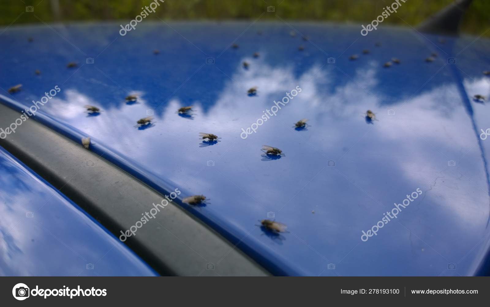Flies Blue Car Close — Stock Photo © valalolo #278193100