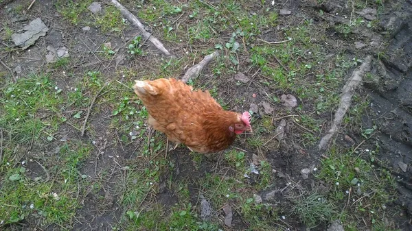 Gallina muerta fotos de stock, imágenes de Gallina muerta sin royalties ...