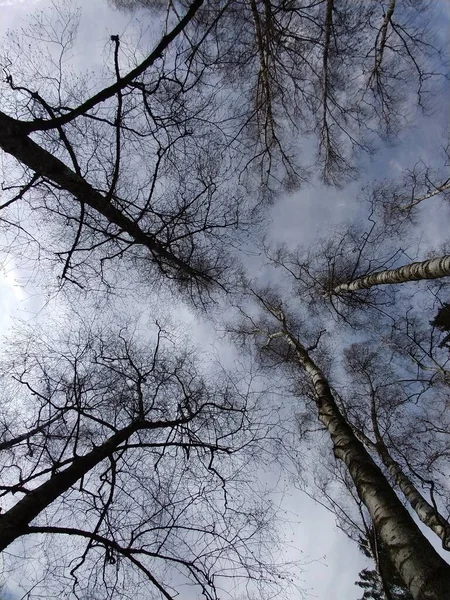 Trees from below Stock Photos, Royalty Free Trees from below Images ...