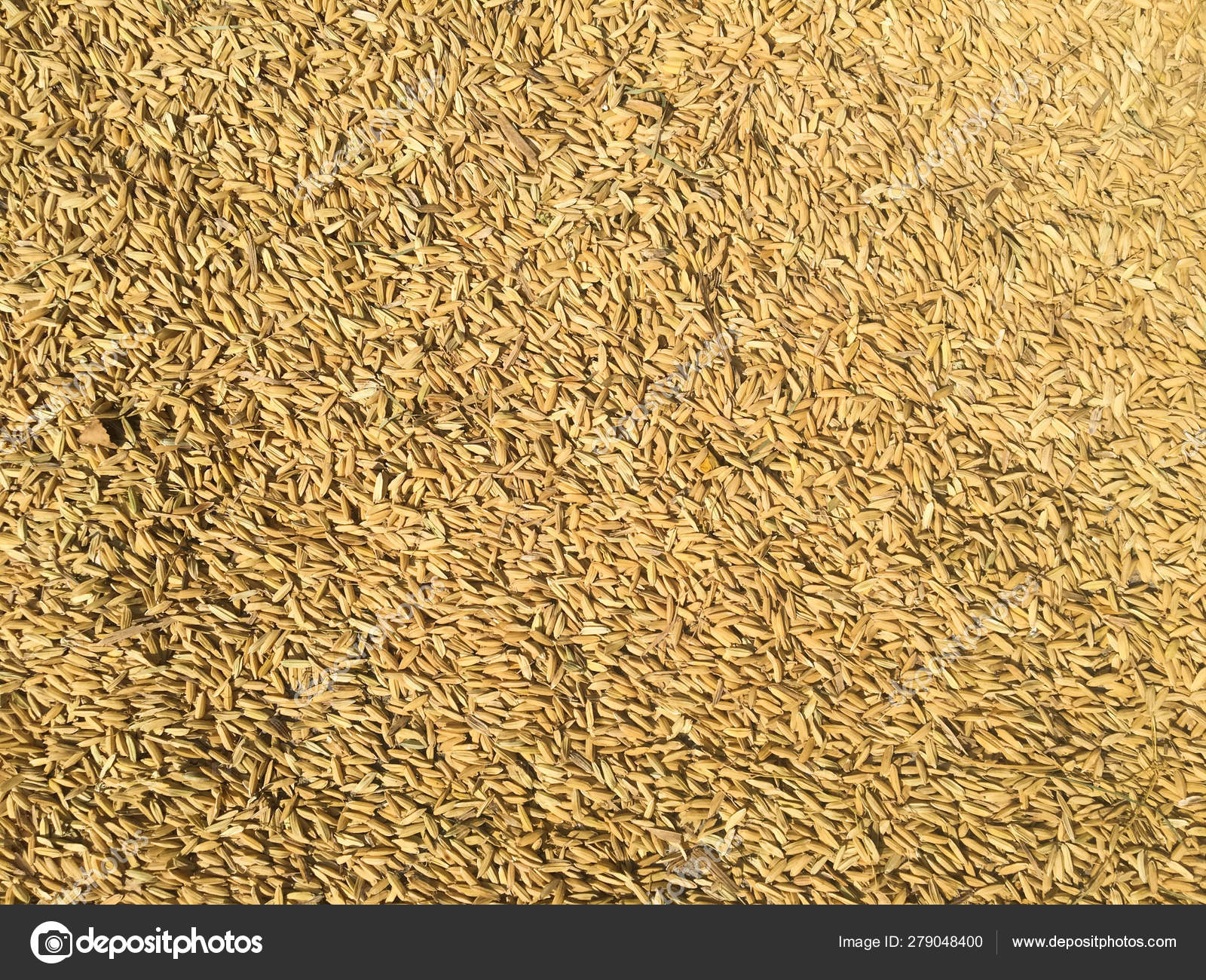 Golden Paddy Rice Grains Grain Texture Harvest Rice Fields Indonesia ...